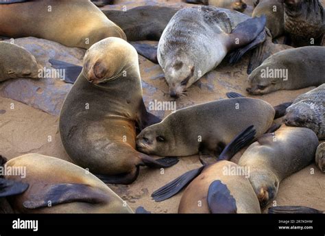A Colony Of The Brown Fur Seal Arctocephalus Pusillus Also Known As