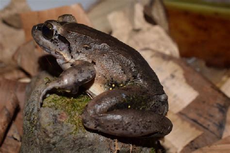 Limnonectes Magnus Stejneger 1910 Photo By Mdt Tagoon