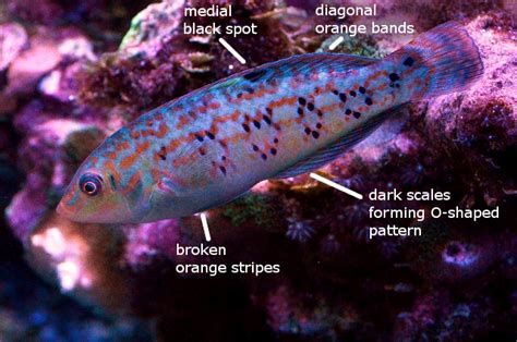 Red And Green Halichoeres Wrasses A Photographic Guide