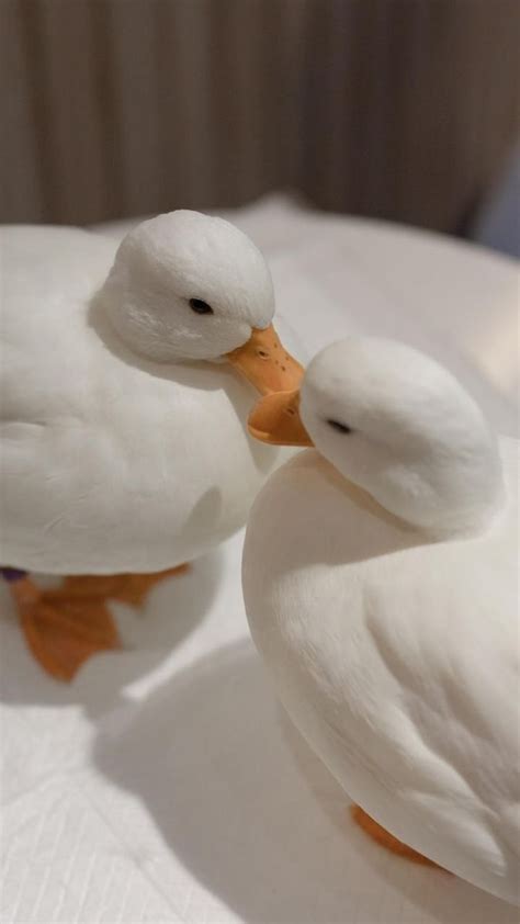 Cute Ducklings Discover 76 Cute Ducks💕 Ideas On This Pinterest Board