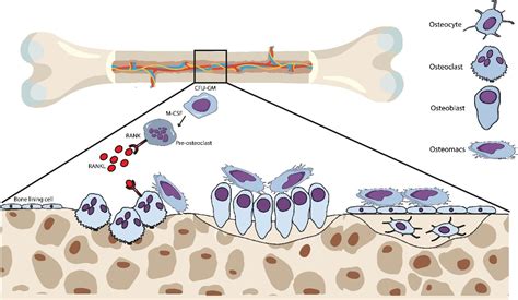 Different Types Of Bone Cells Sense And Control Bone Microenvironment