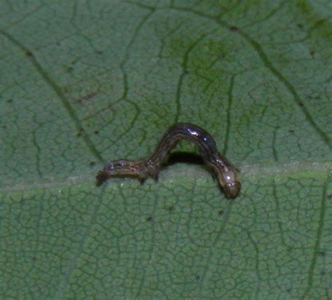 Thyas Juno Welcome Visitor