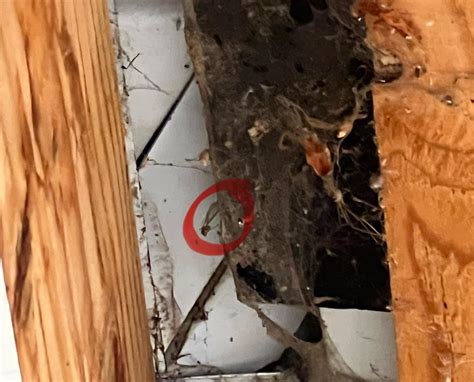 What In The Sam Hell Is This Rbats