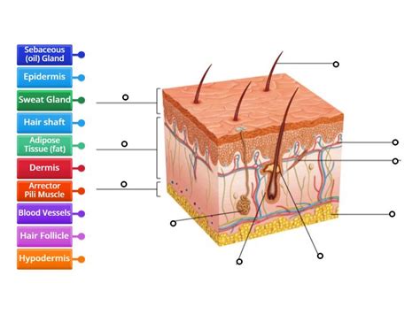Integumentary System Diagram Basic Labelled Diagram