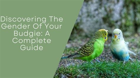 Discovering The Gender Of Your Budgie A Complete Guide