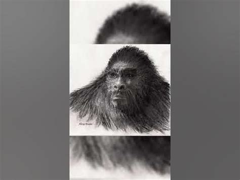 Eyewitness Drawings Of Bigfoot Short Shorts Bigfoot Conspiracy