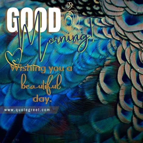 33 2024 Beautiful Good Morning Peacock Images Quotes Greetings Quotesx
