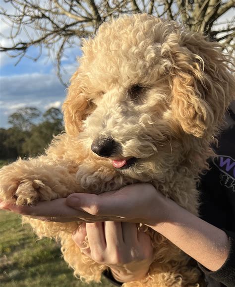 Mini Poodle Kingsvale Petsforhomes
