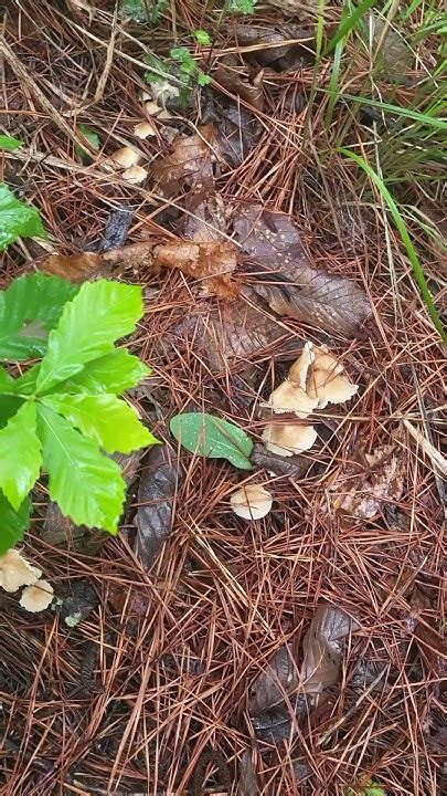 밀꽃애기버섯 Youtube