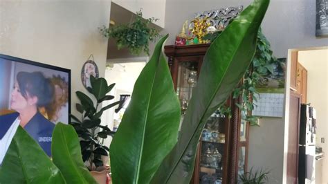 Rare Superbum Anthurium Youtube