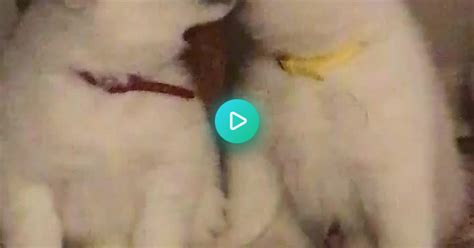 Nomnomnom Album On Imgur