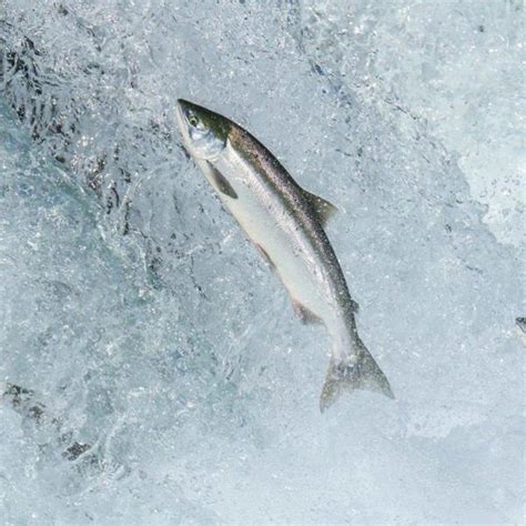 Research On Salmon Genetics Could Aid In Conservation University Of