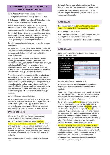 Bartonelosis Valeria Udocz