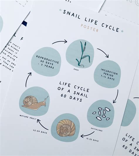 Snails Fibonacci Home Education Learning Resource Etsy