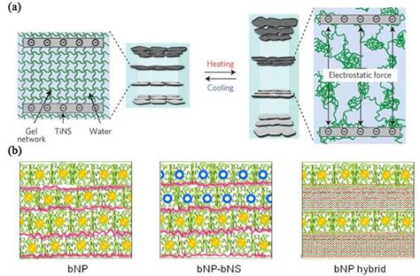 Thermo Responsive And Shape Adaptive Hydrogel Actuators From