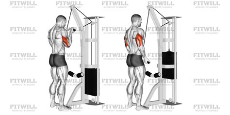 Cable Reverse Grip Triceps Pushdown Sz Bar Exercise Guide Video