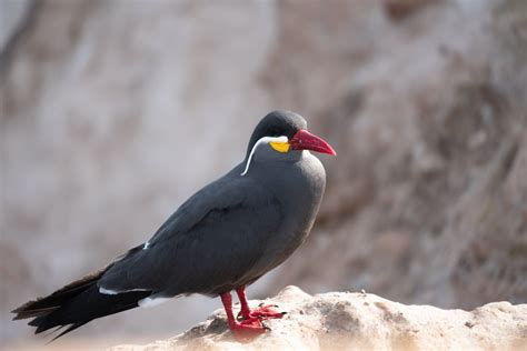 Discovering 15 Fun Facts About Inca Tern Birdwatchers Delight Ifunfact