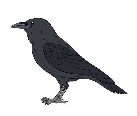 17 Crow Drawing Ideas How To Draw Crow Raven Drawing Clipart Raven