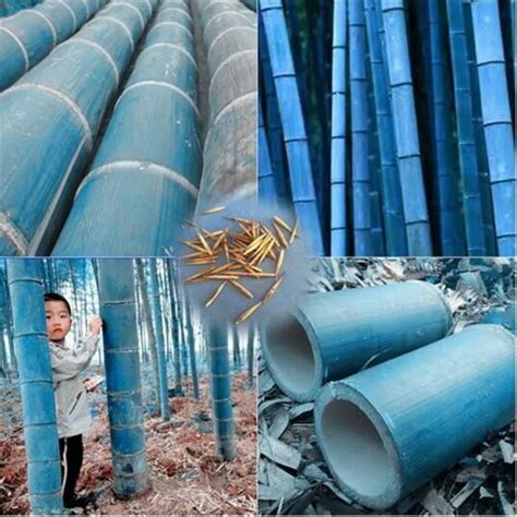 20 Pcs Blue Bamboo Tree Seeds Easy Grow