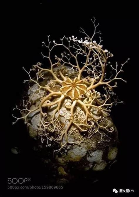 容易和海星混淆的海生物——蛇尾 Brittle Star 每日头条