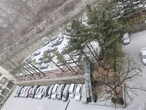 Test Object Detection Dataset And Pre Trained Model By Tree