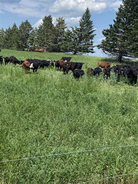 Usda And Dhhs Announce 700 Million Regenerative Pilot Program Agweek 1 Source For