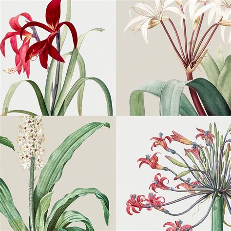 Josephine Lily Images Free Photos Png Stickers Wallpapers