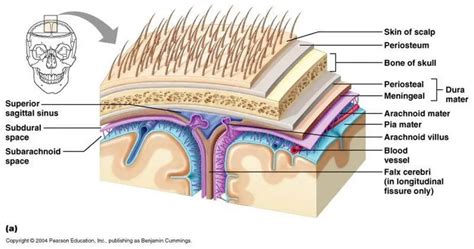 Arachnoidea Spinalis Definition Roiqz