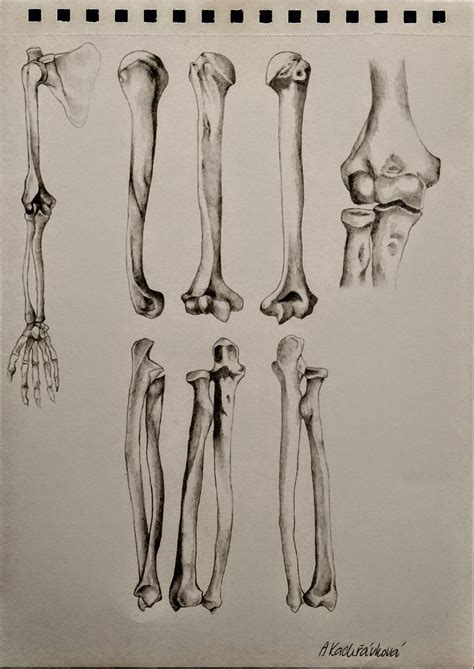 Arm Bones Drawing