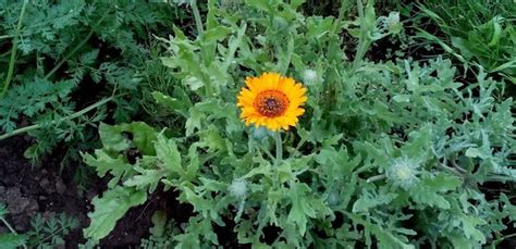 Венидиум описание цветка фото особенности выращивания