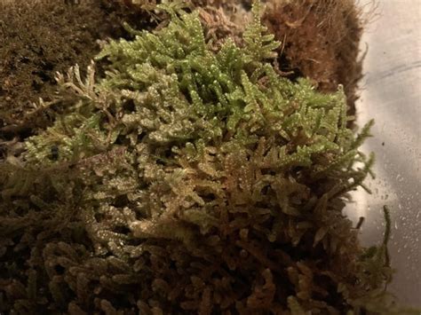 Help Identifying What Moss This Is Rmoss