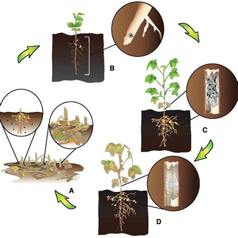 Disease Cycle Of Macrophomina Phaseolina Smith Et Al 2014 A M