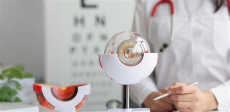 Premium Photo Ophthalmologist Doctor In Clinic Part Of Eye Model On Desk Oculus Sample