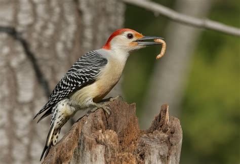 All About Red Bellied Woodpeckers How To Spot Feed And Attract These