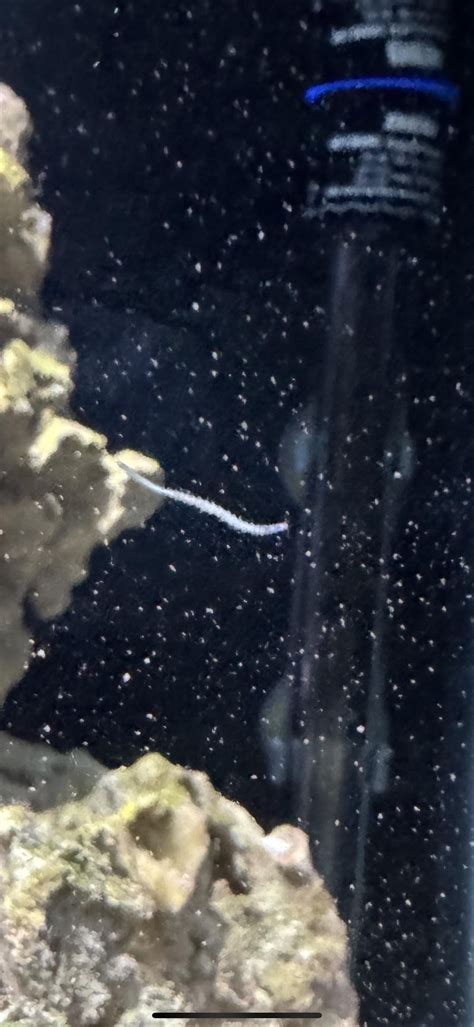 Worm Identification R Reeftank