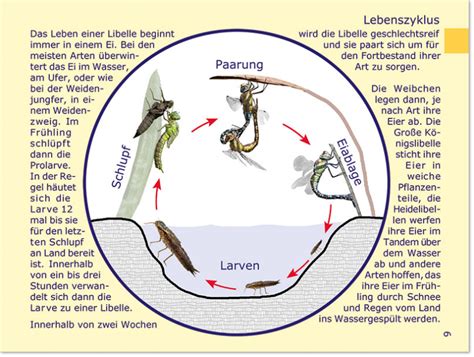 Libellenarten Einfach Bestimmen Libellen In Deutschland Österreich Und Der Schweiz