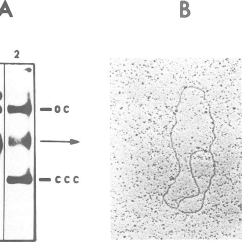 Pdf Unidirectional Theta Replication Of The Structurally Stable