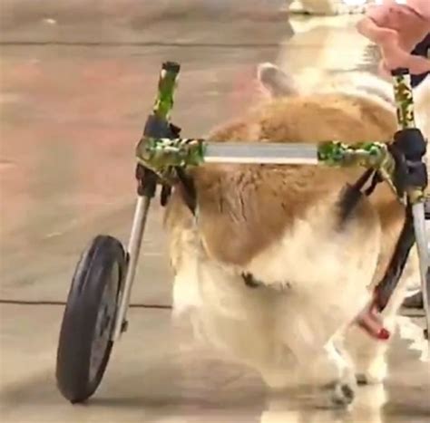 Perrito En Silla De Ruedas Conquista Corazones Durante El Medio Tiempo