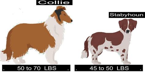 Differences And Similarities Between The Collie And The Stabyhoun