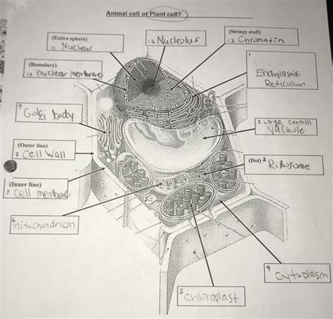 Biology Unit Flashcards Quizlet
