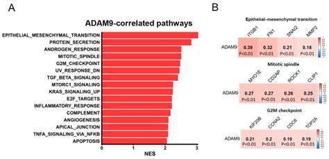 Potential Influence Of Adam9 Genetic Variants And Expression Levels On
