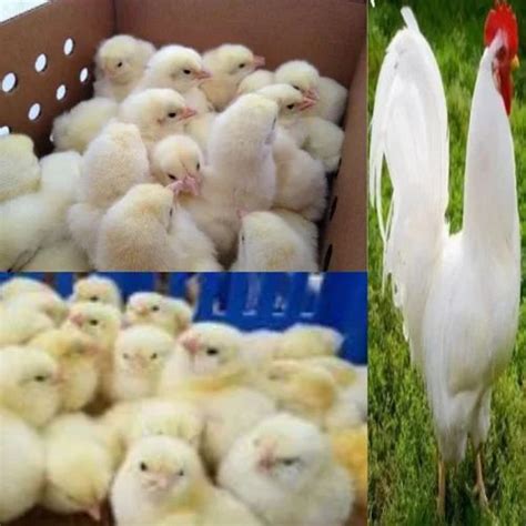 White Cockerel Chick At ₹ 8piece Country Chicken Chicks In