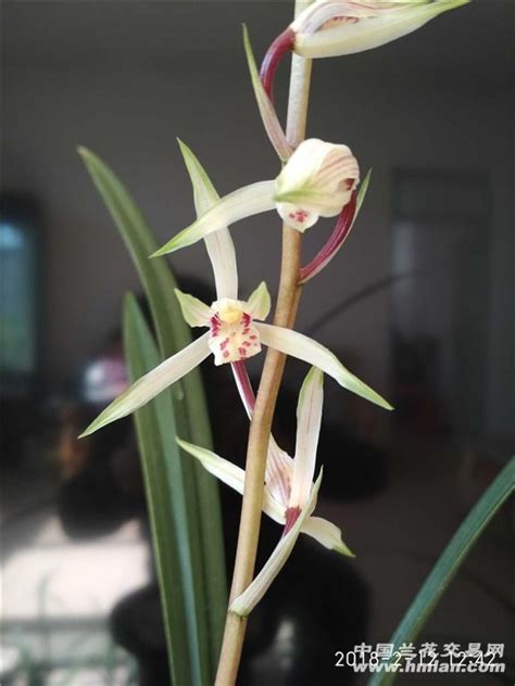 寒兰杨贵妃兰花介绍 寒兰紫燕介绍 第17页 文秘苑图库