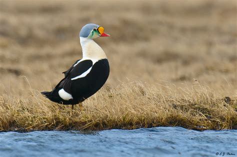 King Eider Page