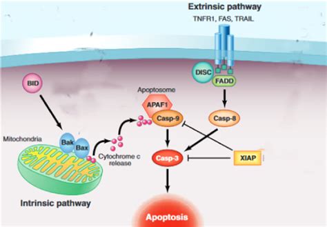 Apoptosis Pathways Figure Adapted From 66 Download Scientific Diagram