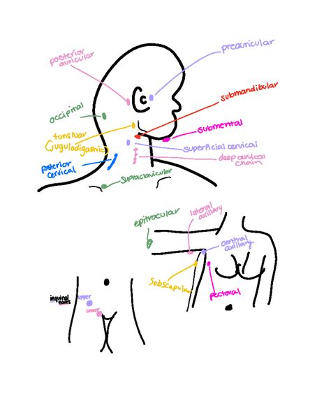 Lymph Nodes Nsg 3160 Preauricular Submandibular Occip Or Tons Ental
