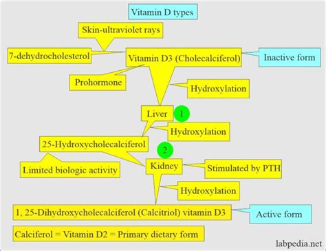 Vitamin D Vitamin D2 And D3