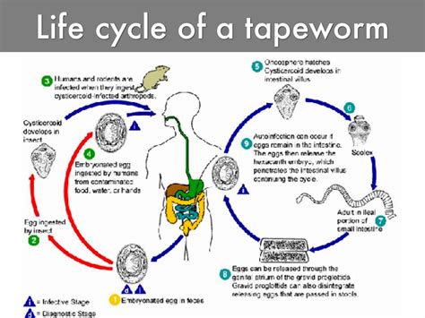 Copy Of Tapeworm By Keri Davis
