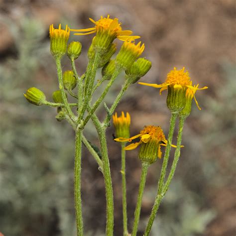 Fendlers Ragwort Packera Fendleri
