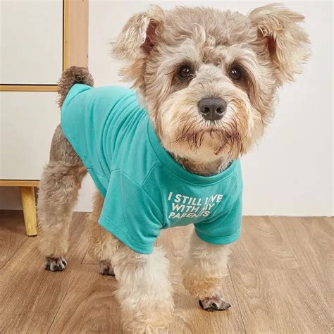 Cute Dogs In Clothes
